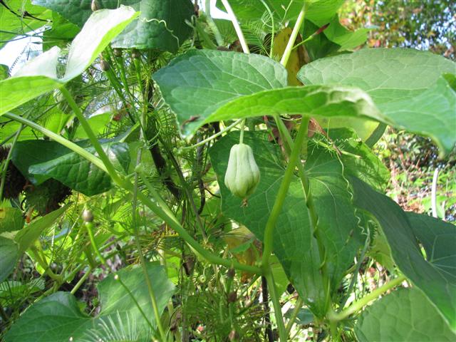 Growing Mirlitons: From Garden to Table - Dengarden