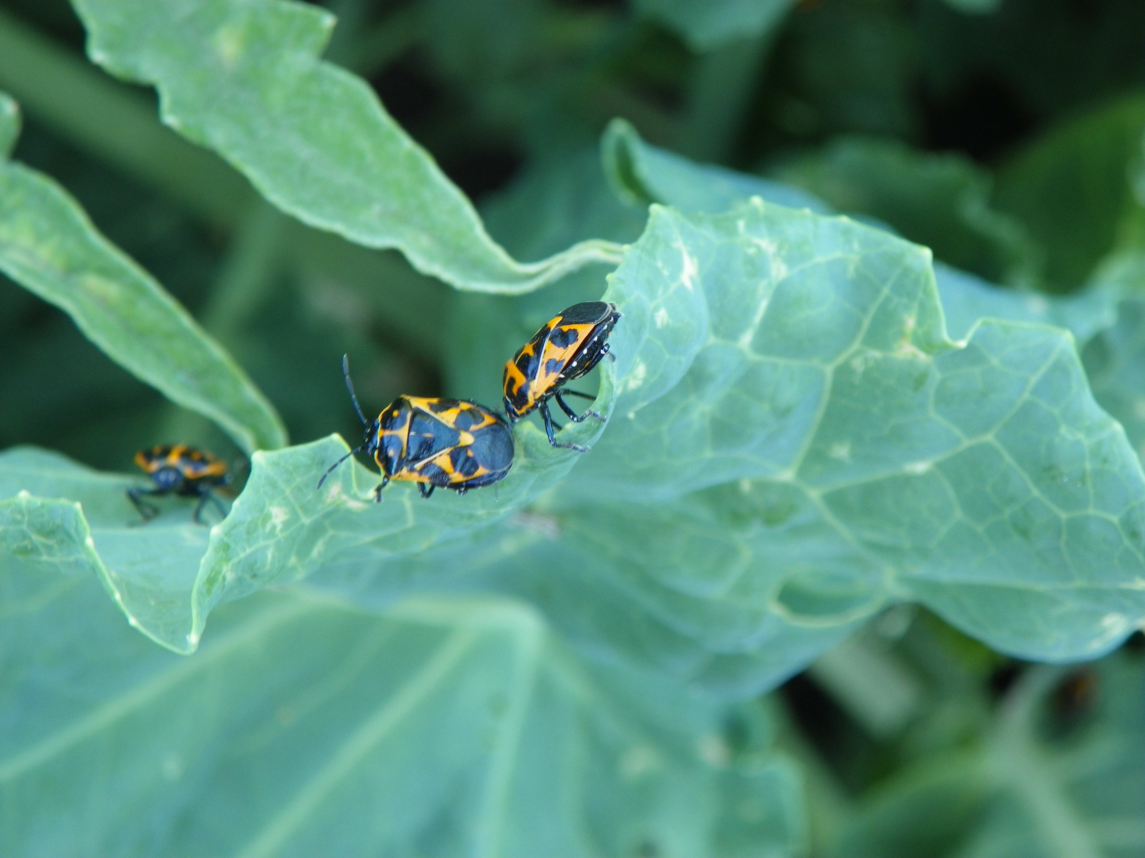 Harlequin Cabbage Bug: Another Form of Stink Bug - Dengarden