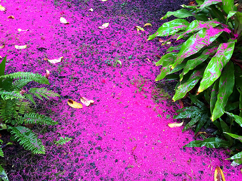 Mountain Apple of Hawaii: Mouthwatering Tropical Taste - Dengarden