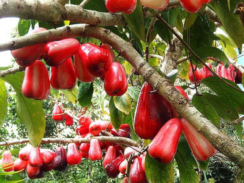 Mountain Apple of Hawaii: Mouthwatering Tropical Taste - Dengarden