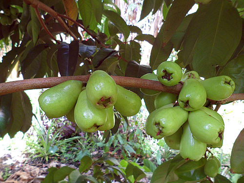 Mountain Apple of Hawaii: Mouthwatering Tropical Taste - Dengarden