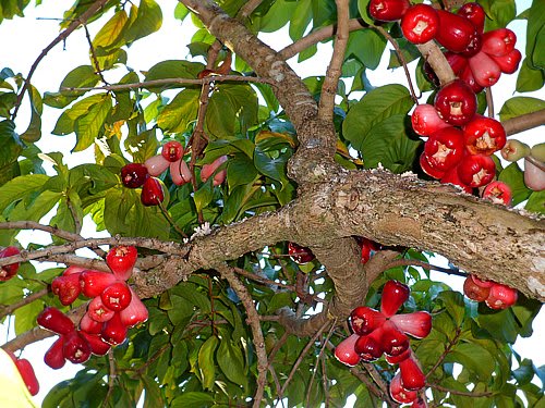 Mountain Apple of Hawaii: Mouthwatering Tropical Taste - Dengarden