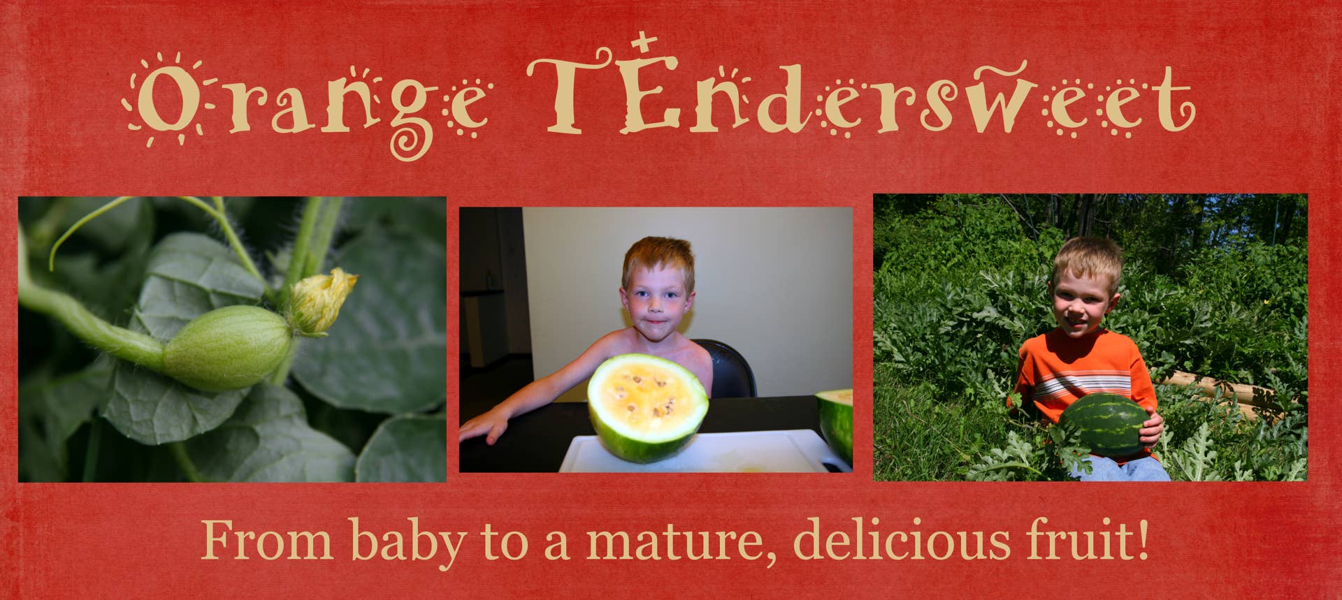 How to Grow Orange Tendersweet Heirloom Watermelons - Dengarden