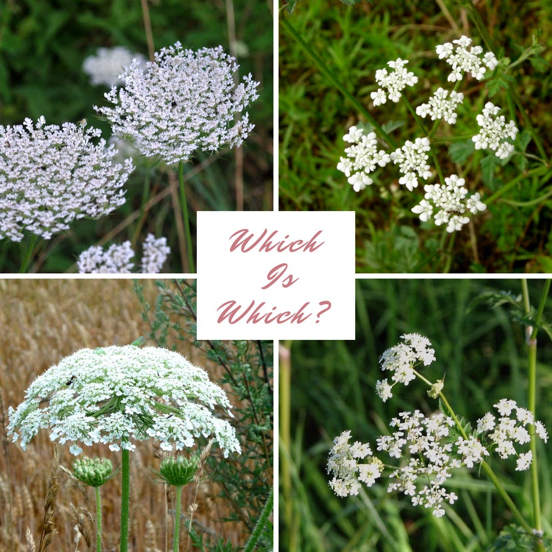 Queen Anne's Lace