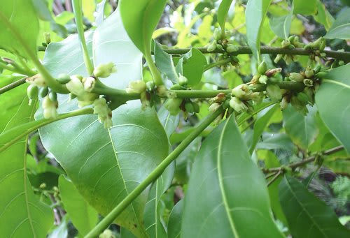 Tropical Taste of Hawaii: The Amazing Abiu Fruit - Dengarden