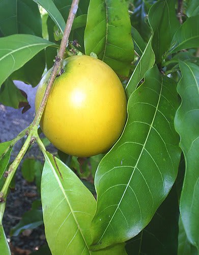 Tropical Taste of Hawaii: The Amazing Abiu Fruit - Dengarden
