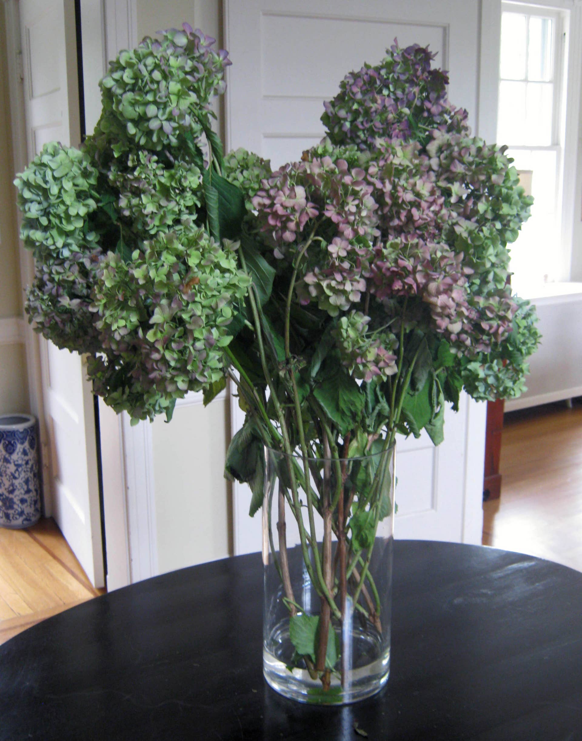 Plant Hydrangeas for Large, Long Lasting Blooms - Dengarden