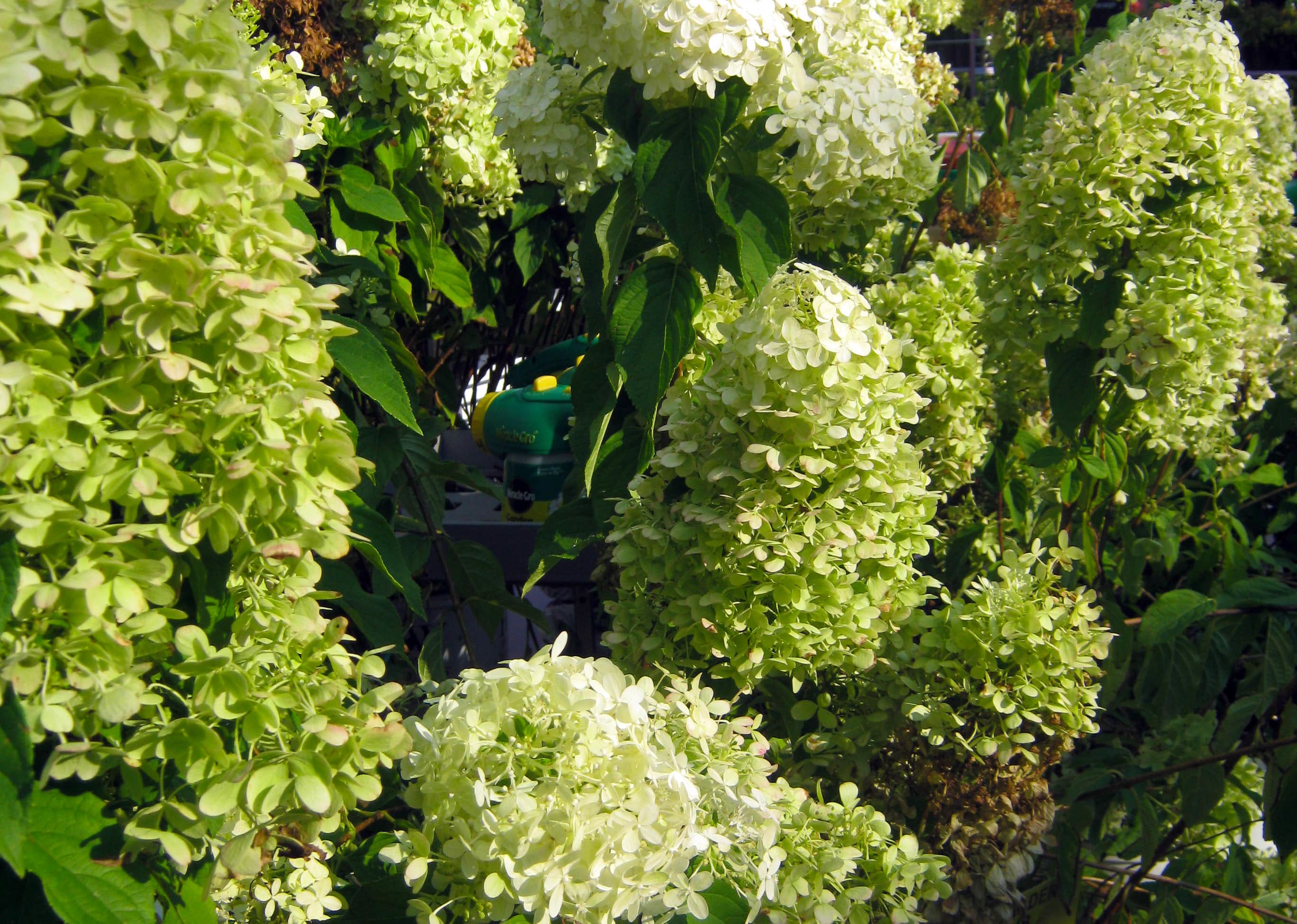 Plant Hydrangeas for Large, Long Lasting Blooms - Dengarden