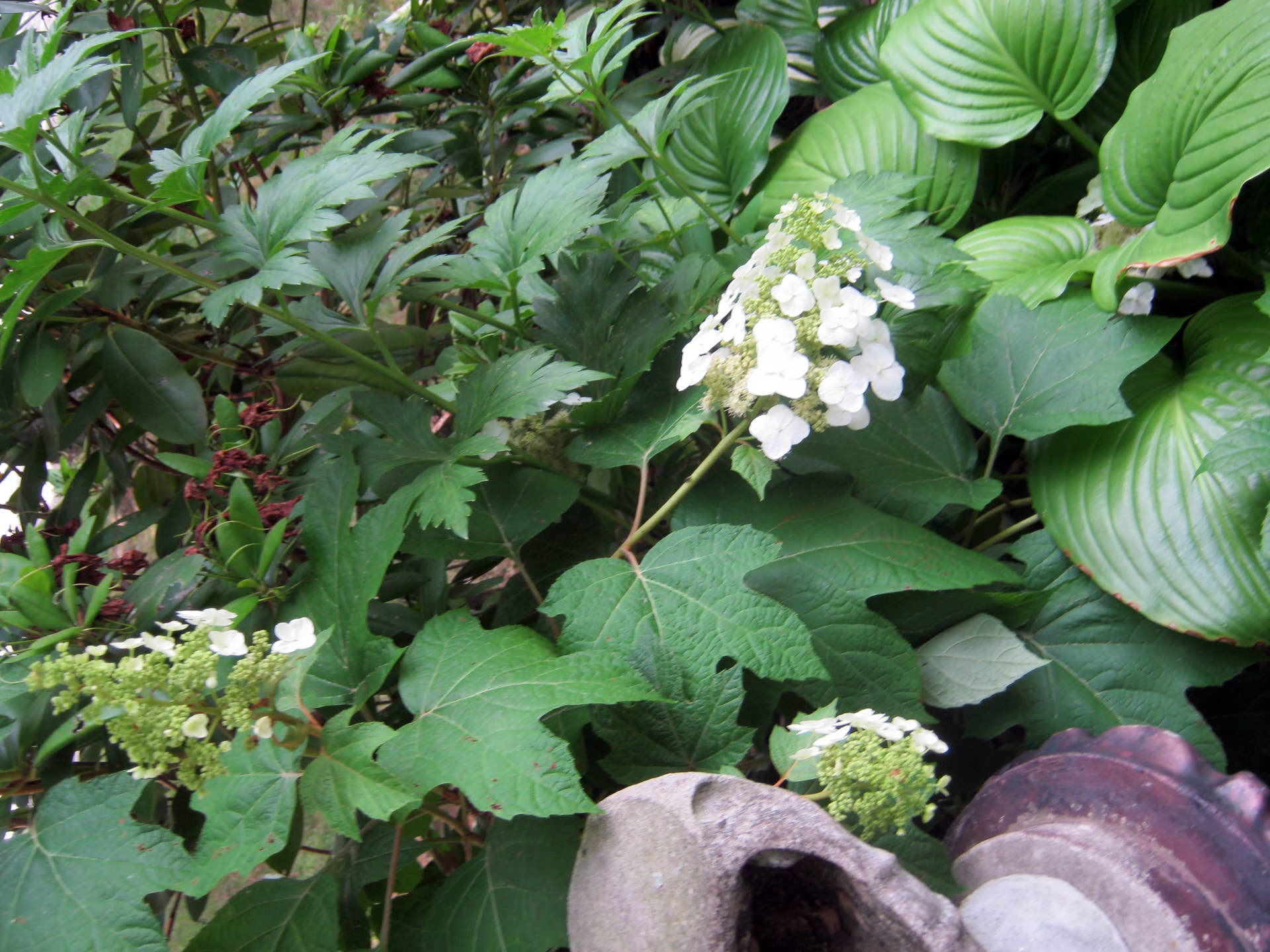 Plant Hydrangeas for Large, Long Lasting Blooms - Dengarden