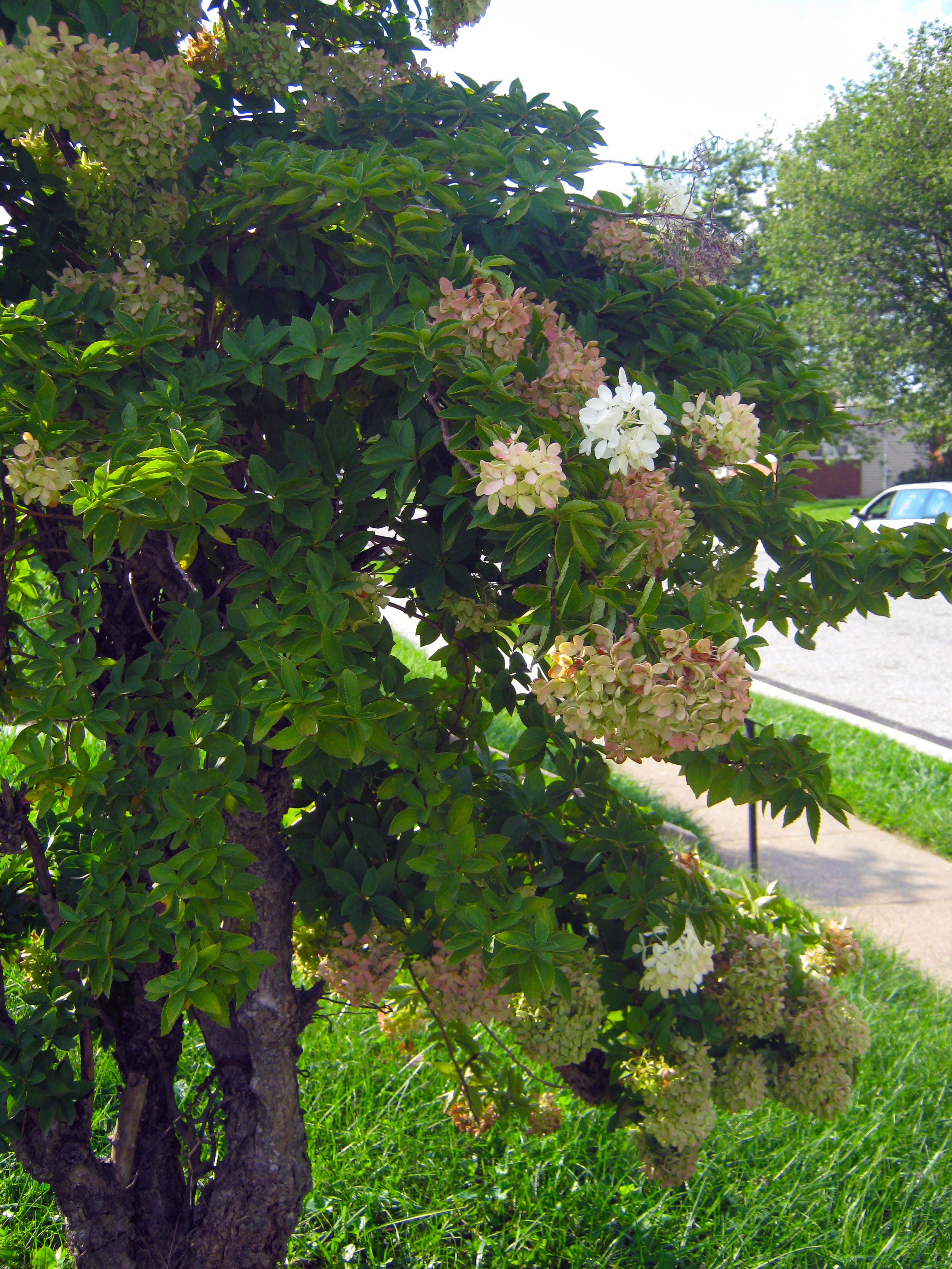 Plant Hydrangeas for Large, Long Lasting Blooms - Dengarden