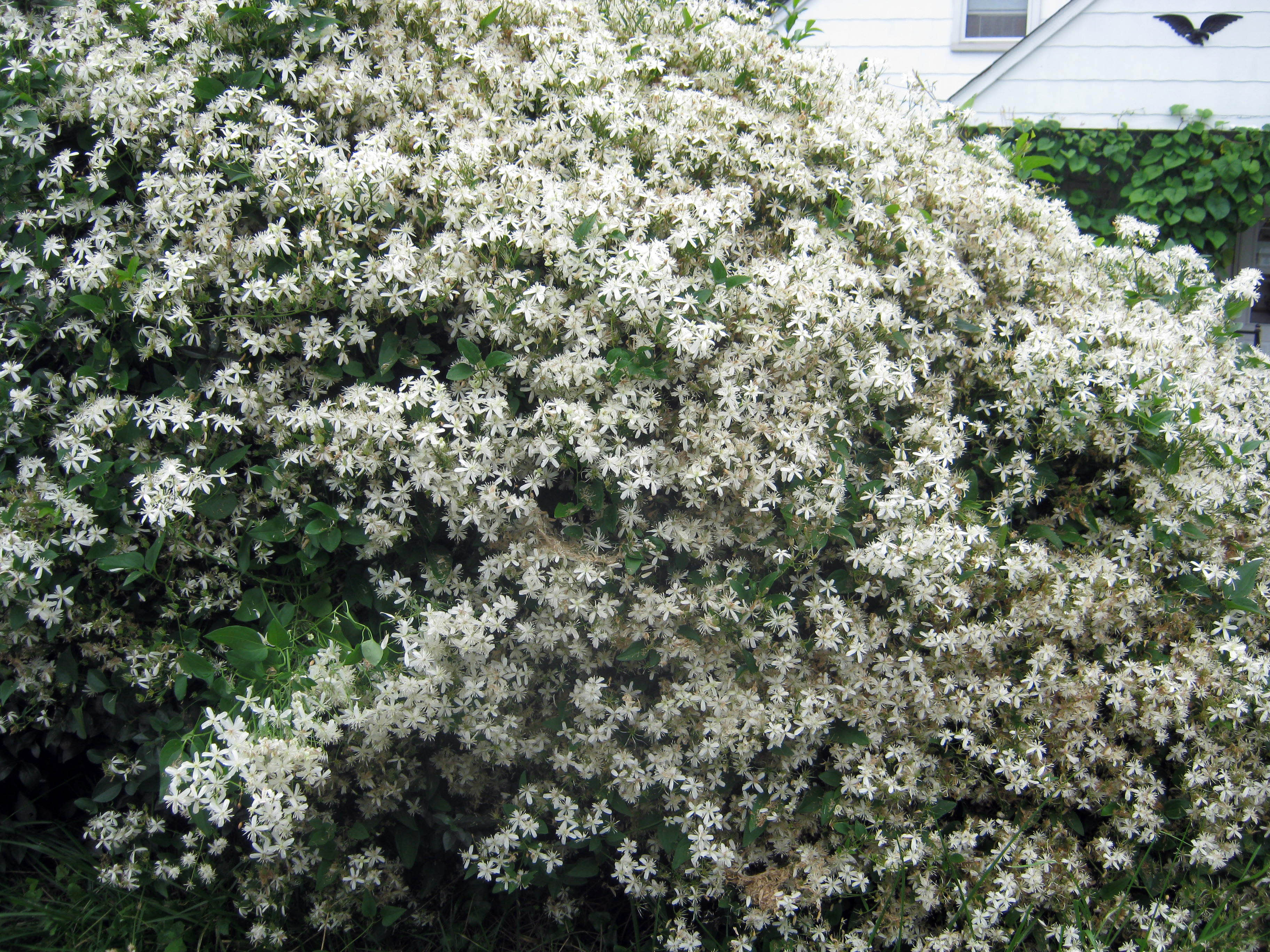 Fall Flowers: 11 Late-Blooming Perennials and Shrubs - Dengarden