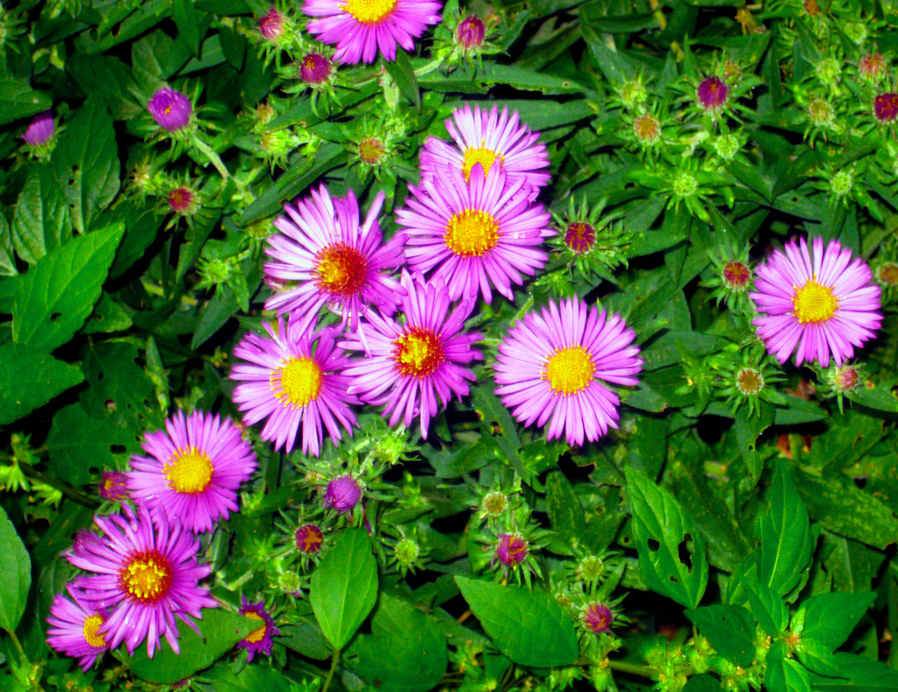 Fall Flowers: 11 Late-Blooming Perennials and Shrubs - Dengarden