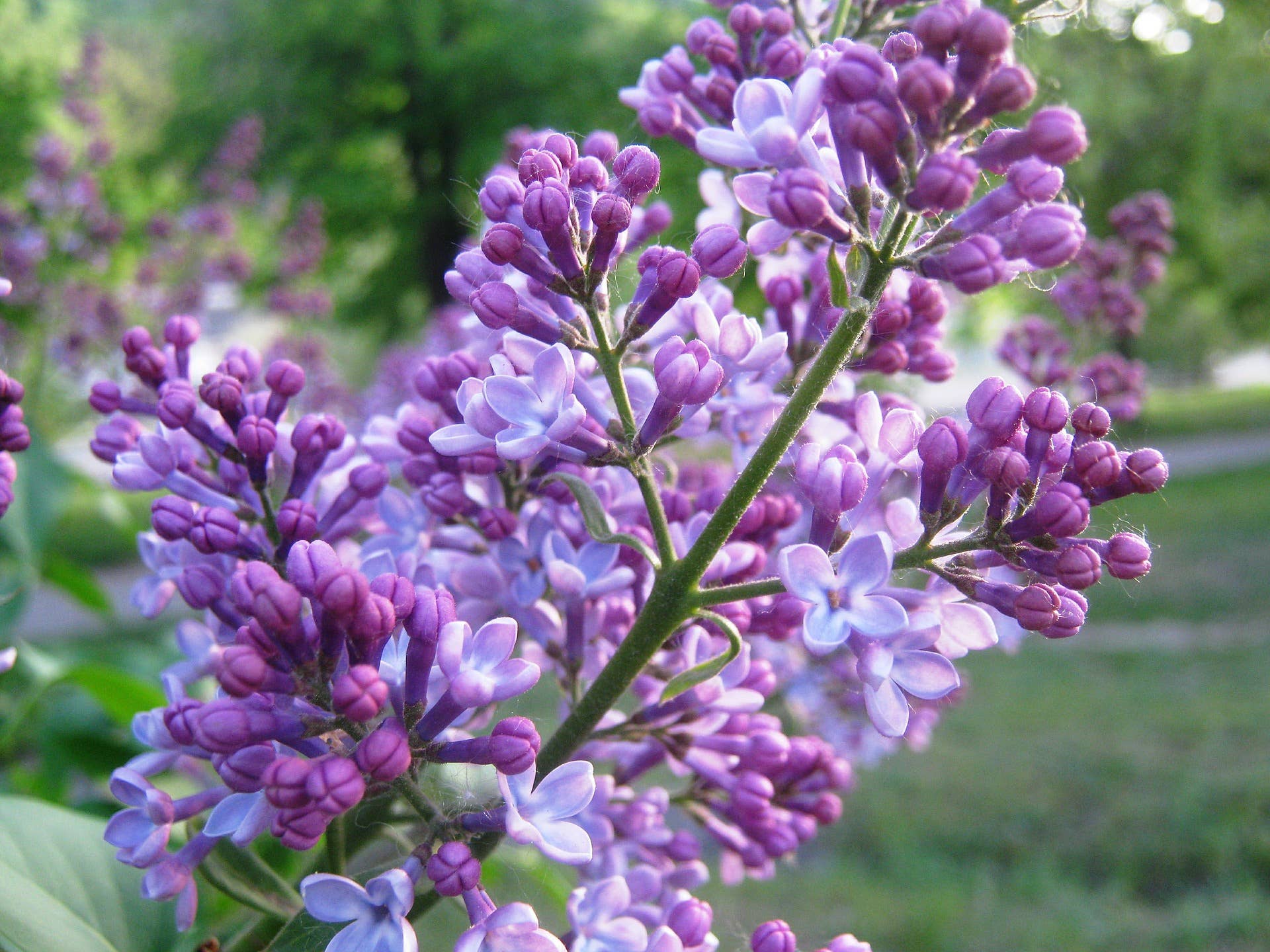 The Best Flowering Shrubs and Bushes for the Eastern and Western U.S ...