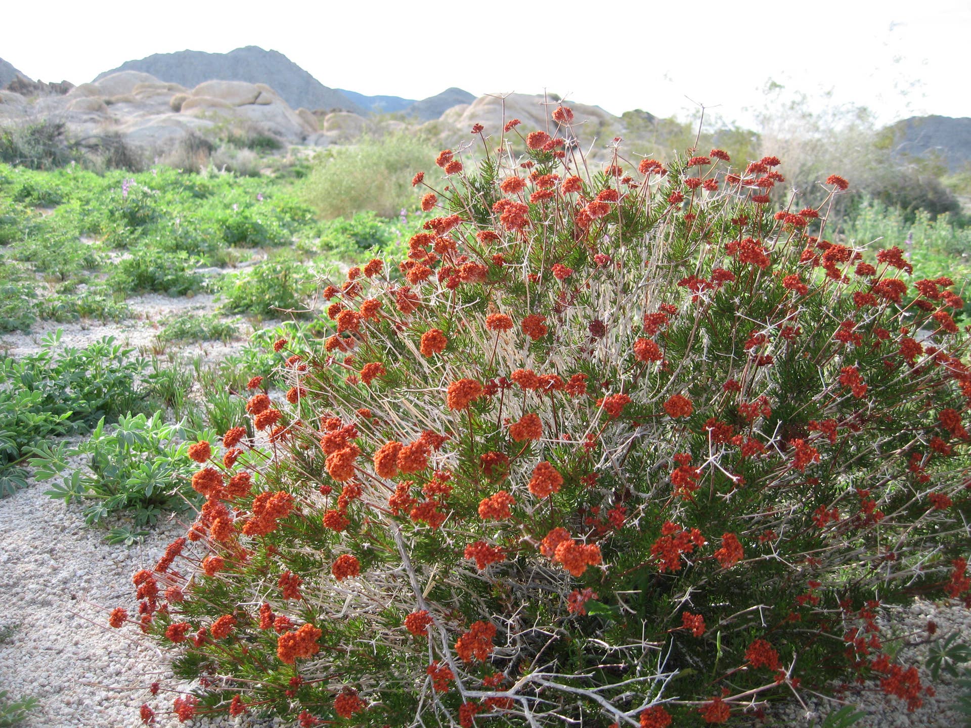 The Best Flowering Shrubs and Bushes for the Eastern and Western U.S ...