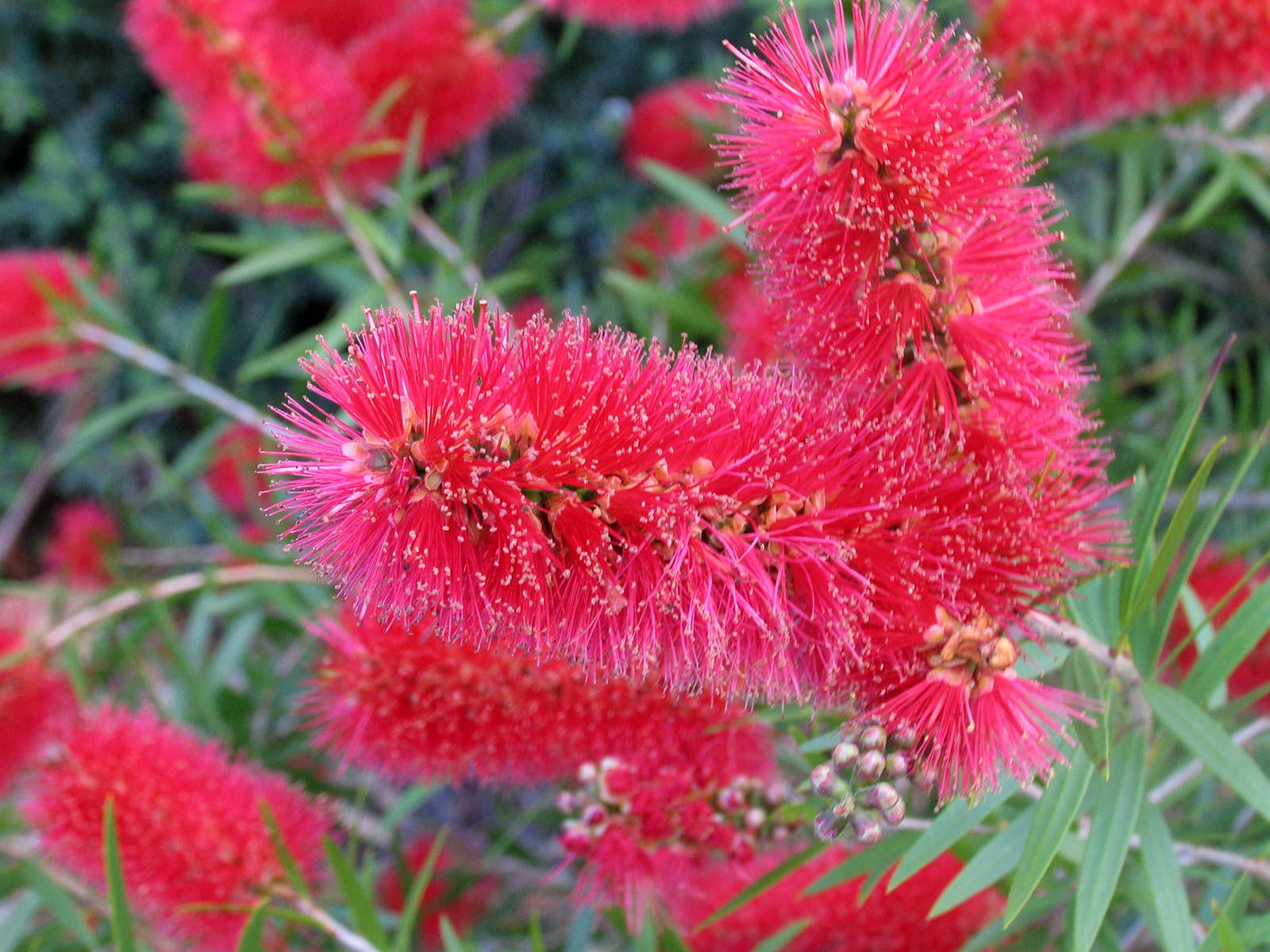 The Best Flowering Shrubs and Bushes for the Eastern and Western U.S ...