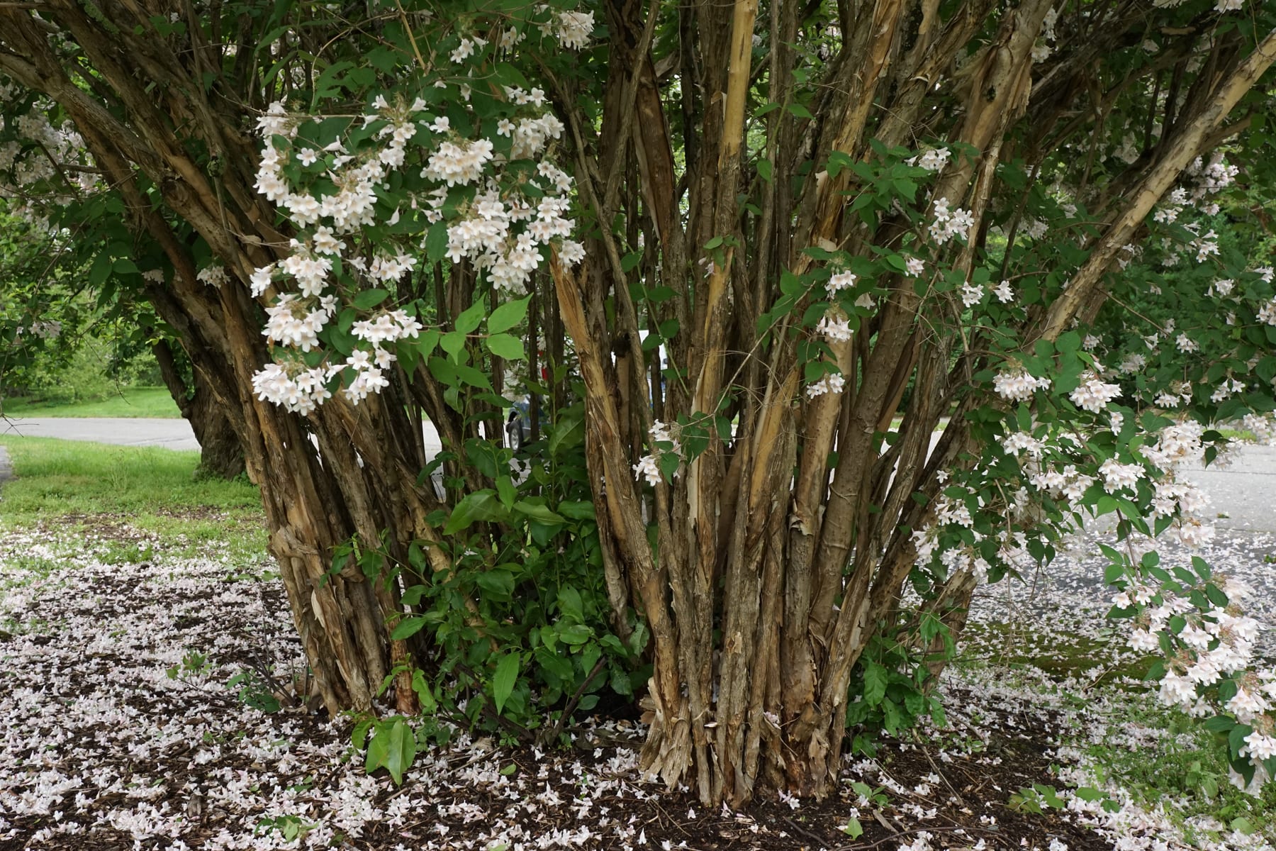 The Best Flowering Shrubs and Bushes for the Eastern and Western U.S ...