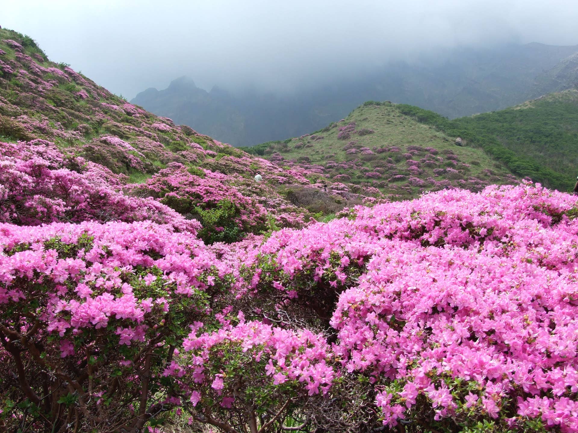 The Best Flowering Shrubs and Bushes for the Eastern and Western U.S ...