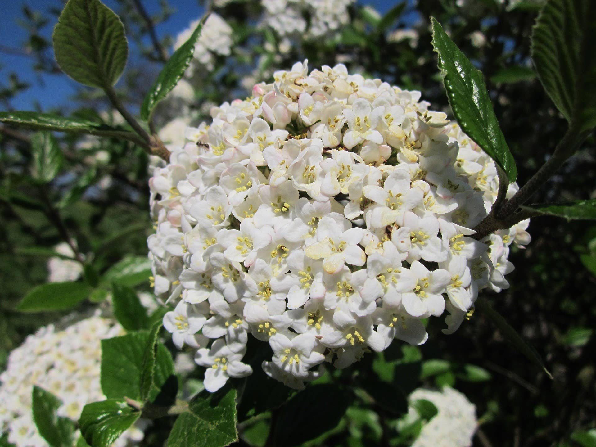 The Best Flowering Shrubs and Bushes for the Eastern and Western U.S ...