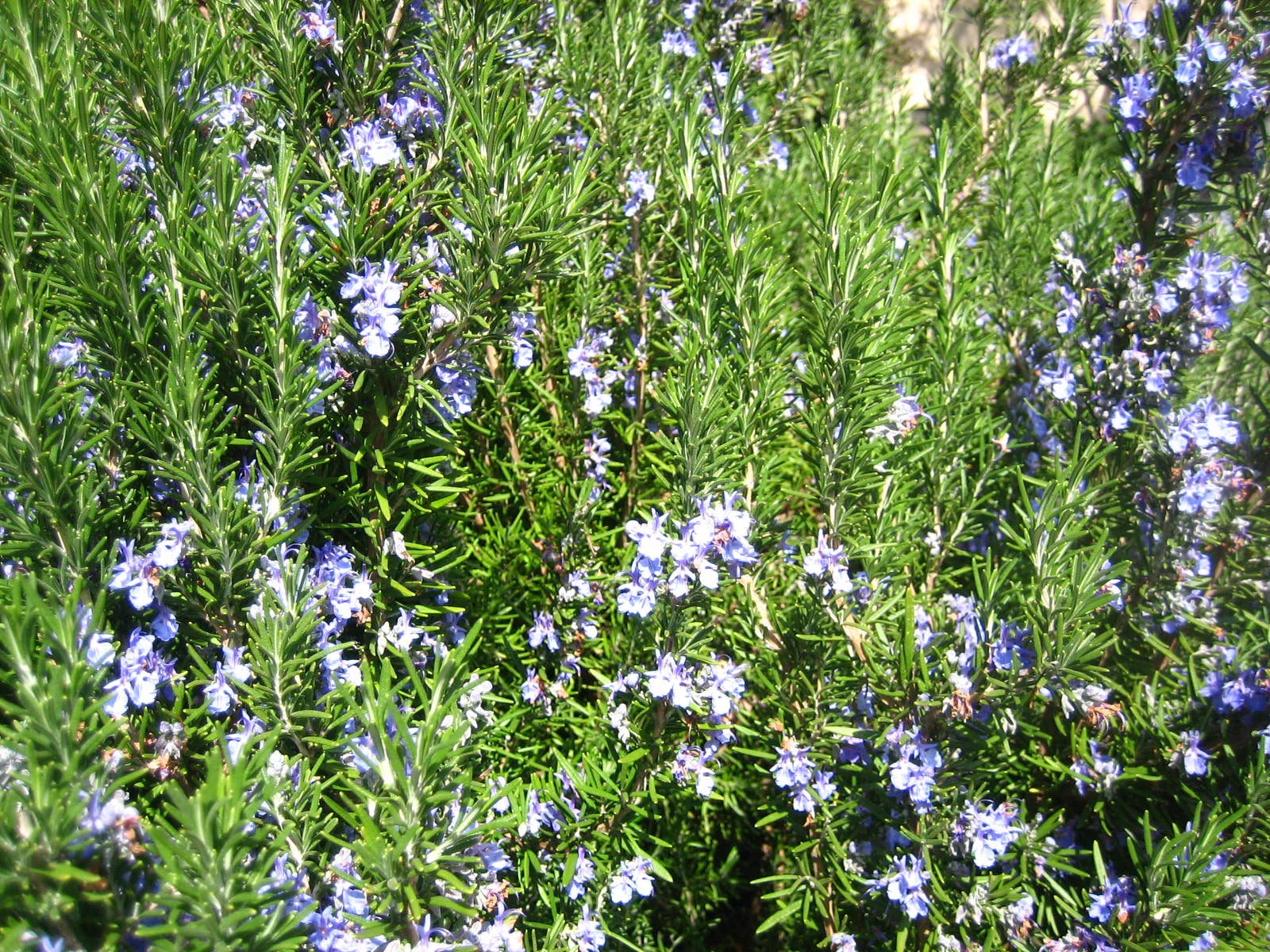 The Best Flowering Shrubs and Bushes for the Eastern and Western U.S ...