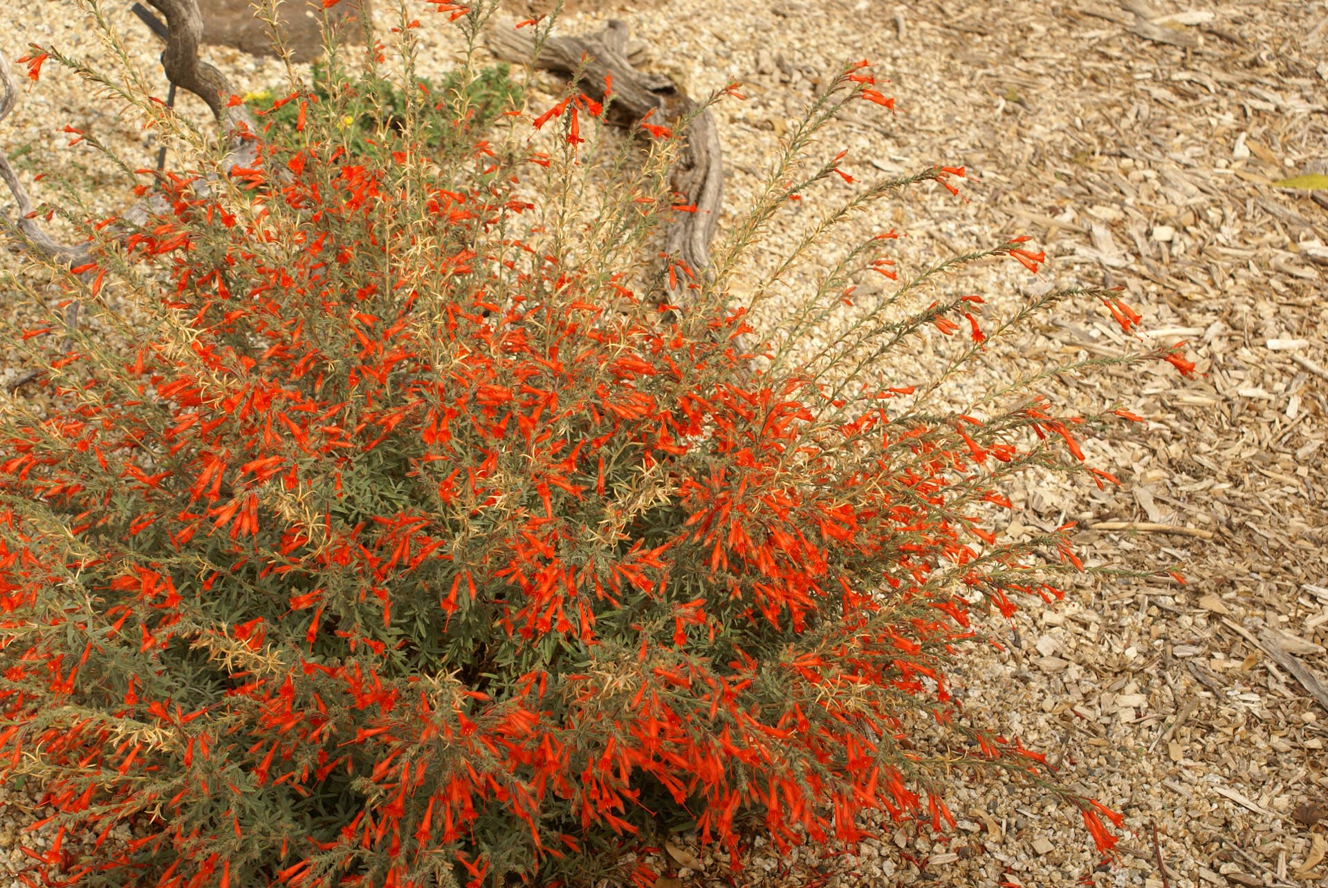 The Best Flowering Shrubs and Bushes for the Eastern and Western U.S ...