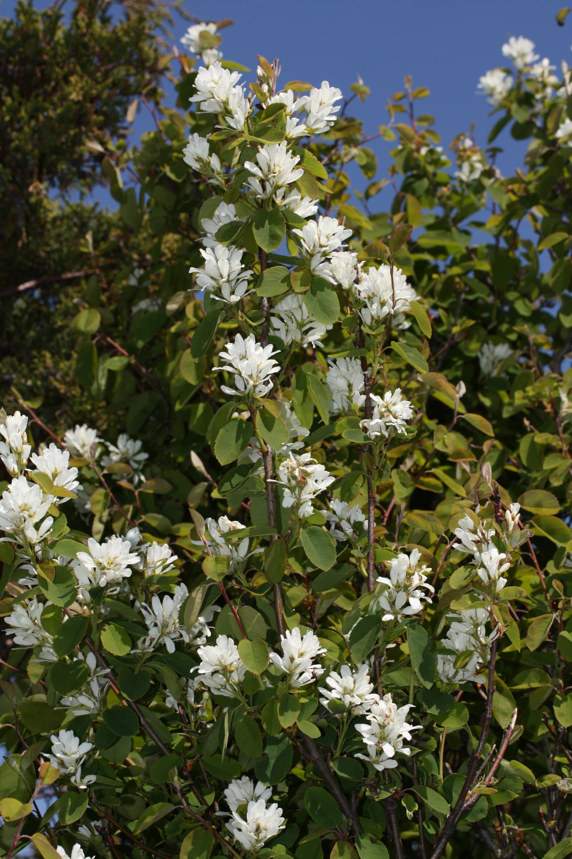 The Best Flowering Shrubs and Bushes for the Eastern and Western U.S ...