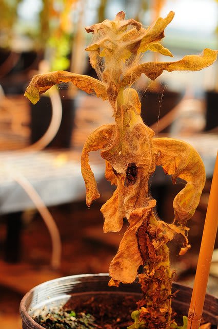 How to identify and get rid of mint plant pests - Dengarden