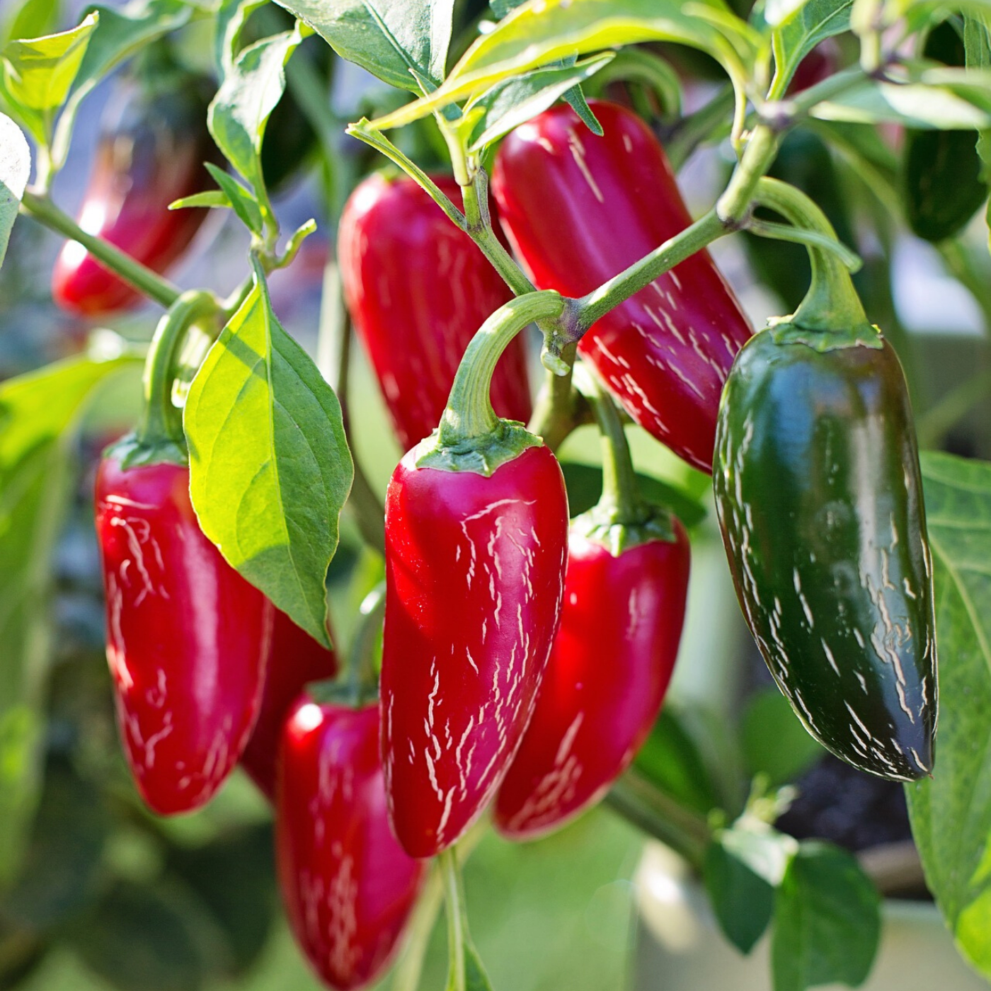 Planting jalapeno peppers store