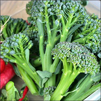 How to Grow Broccoli in Containers - Dengarden