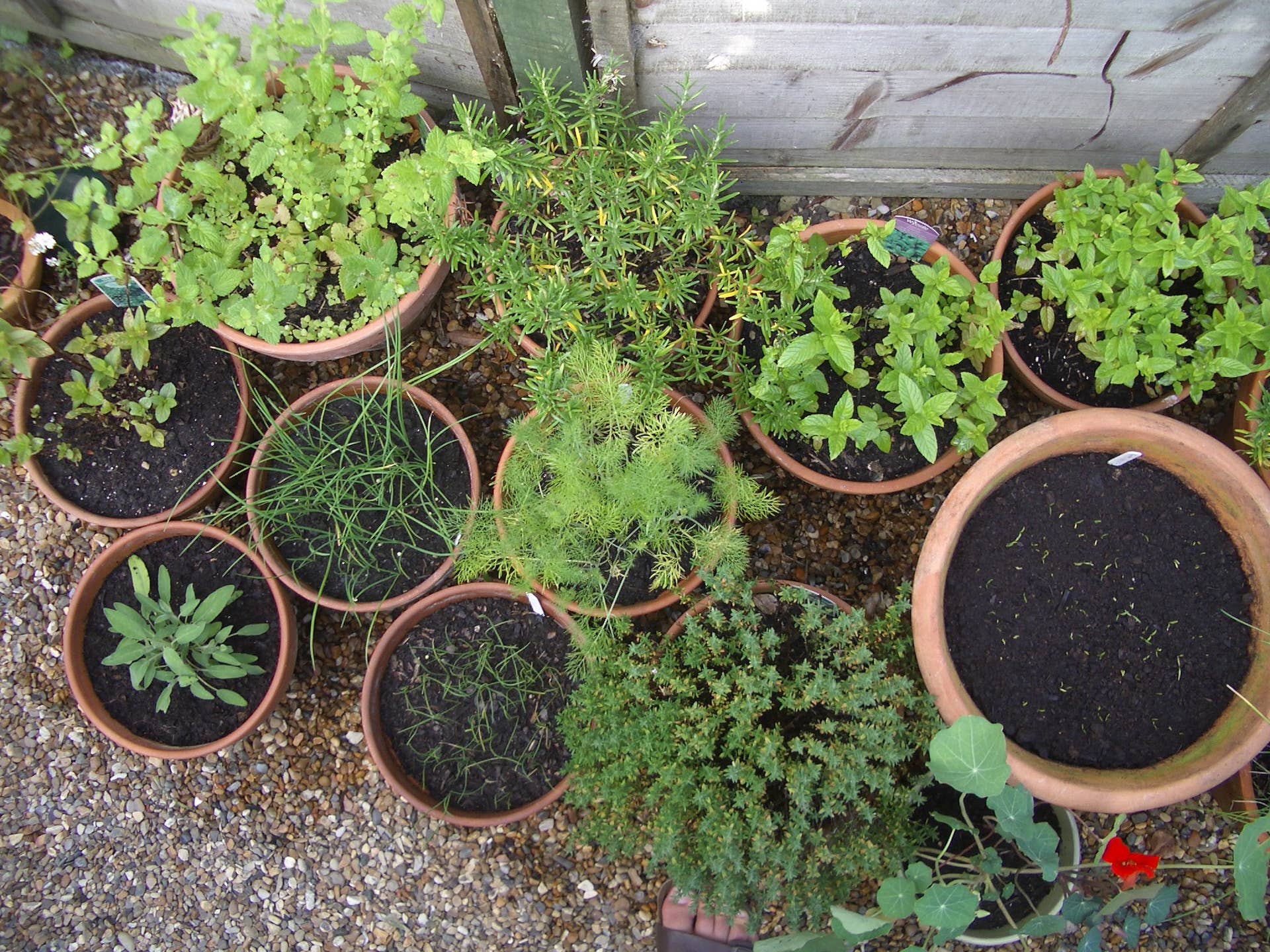 How to Grow Your Own Vegetables in Pots and Containers - Dengarden