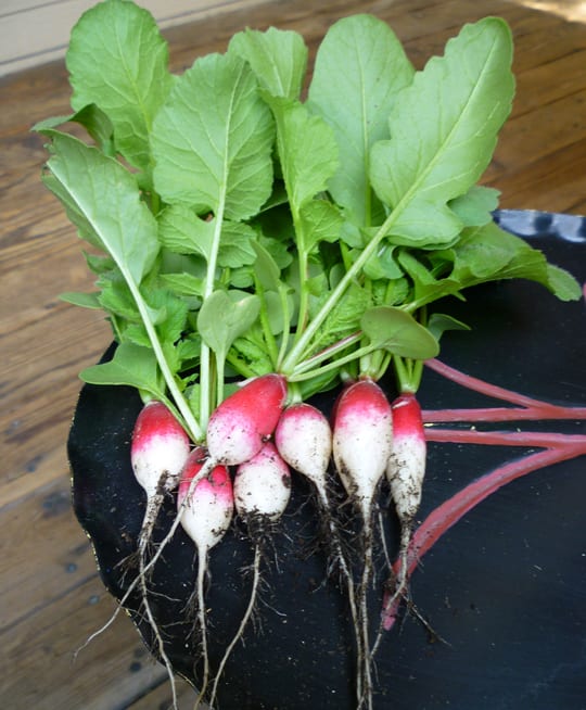 How to Grow Radishes in Containers - Dengarden