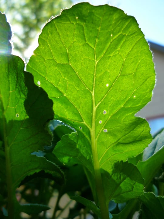 How to Grow Radishes in Containers - Dengarden