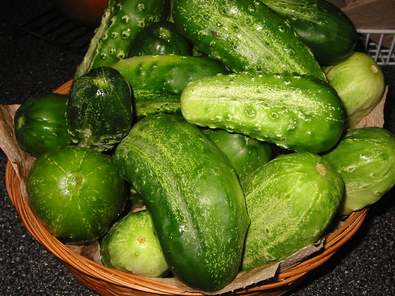 How to Grow Healthy Cucumbers (For Food and Medicinal Benefits) - Dengarden