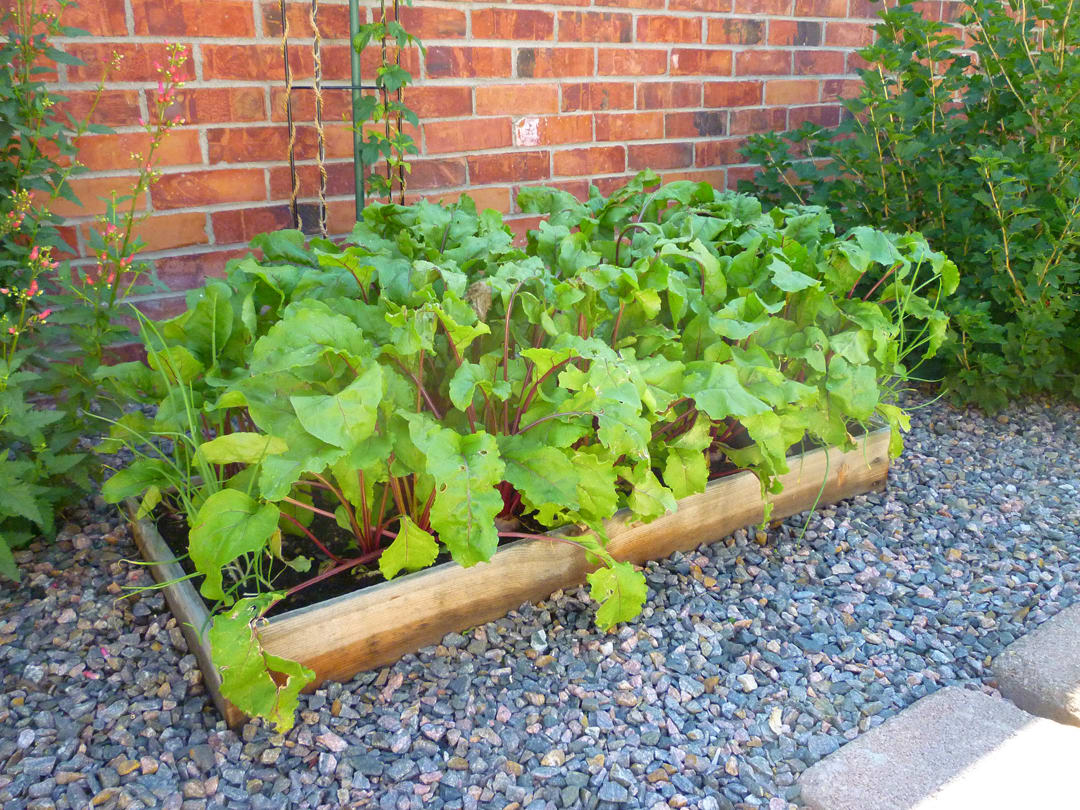 How to Grow Beets in a Container - Dengarden