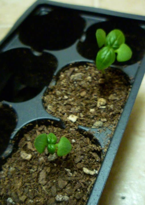 How to Care for Sweet Basil - Dengarden
