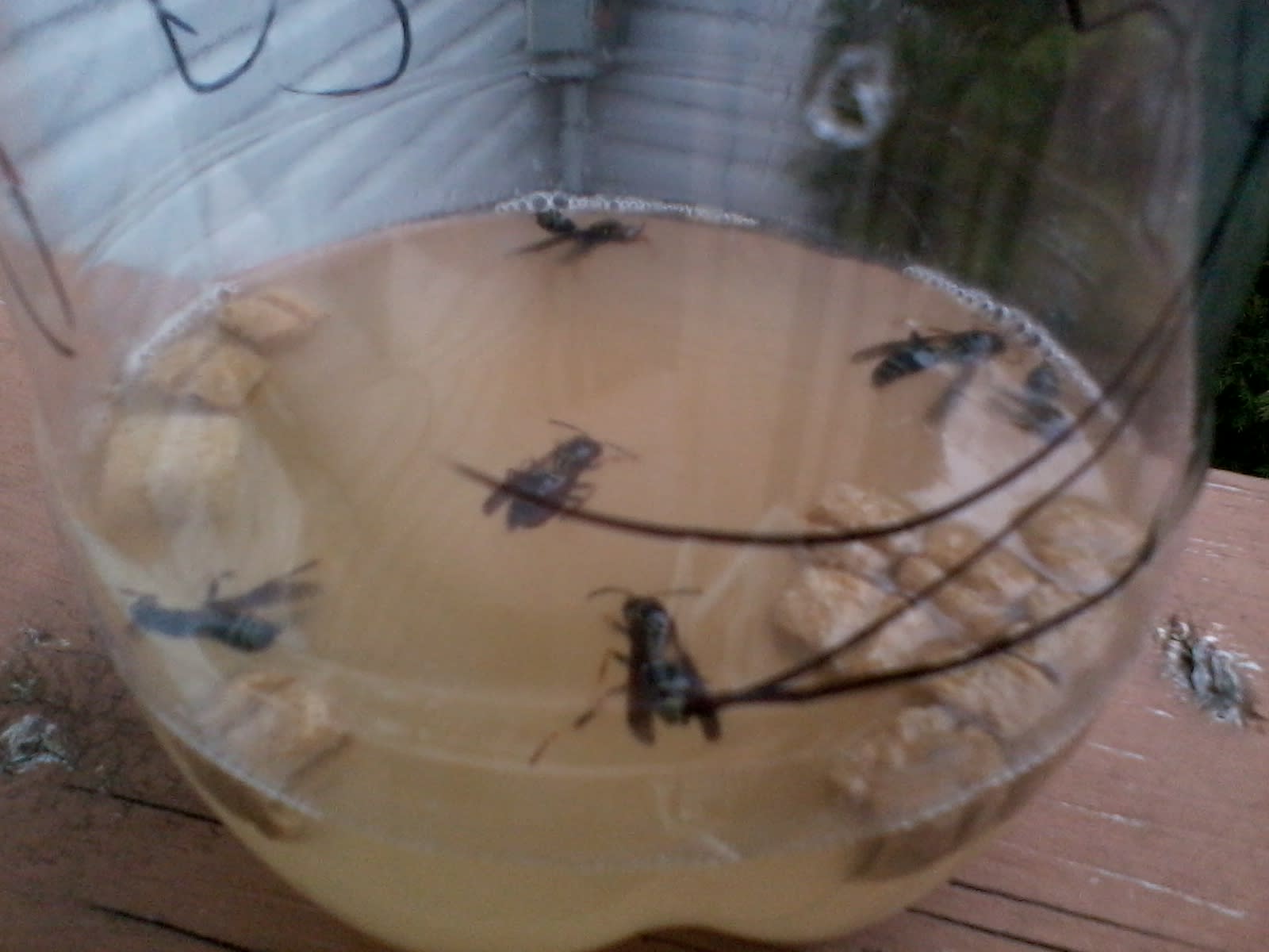 How to Turn a Two-Liter Pop Bottle Into Your Own Killer Wasp and Hornet ...