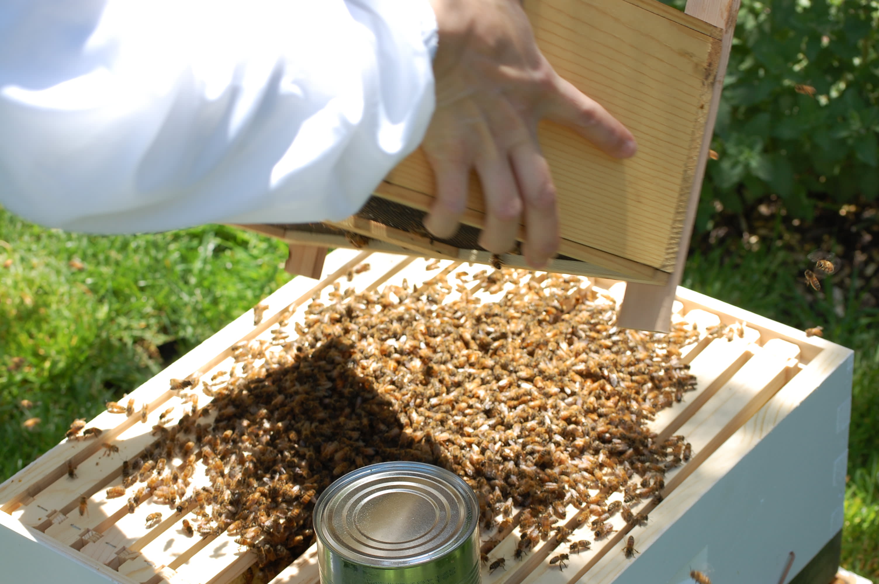 How to Install a Package of Bees in a New Hive - Dengarden