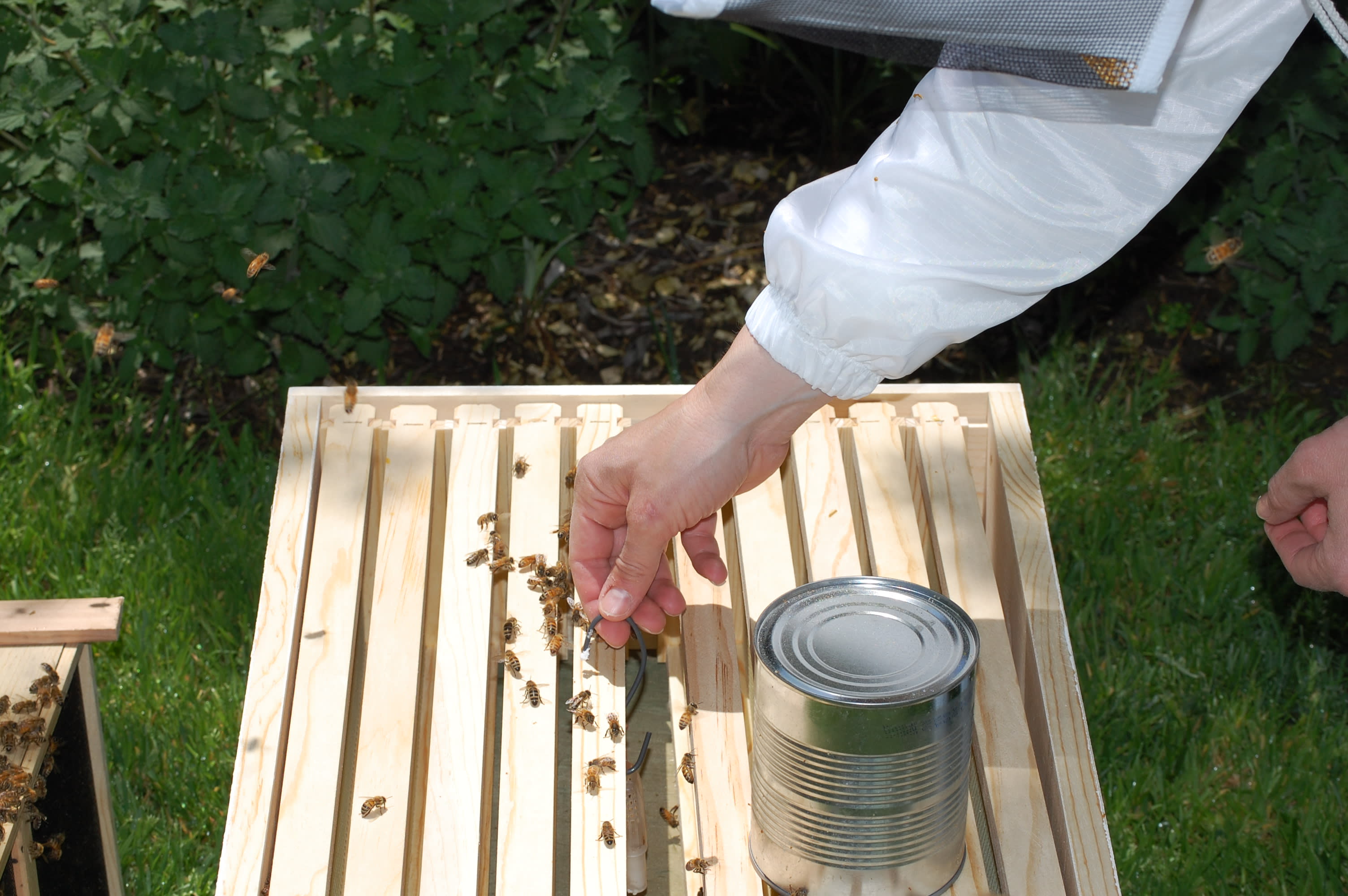 How to Install a Package of Bees in a New Hive - Dengarden