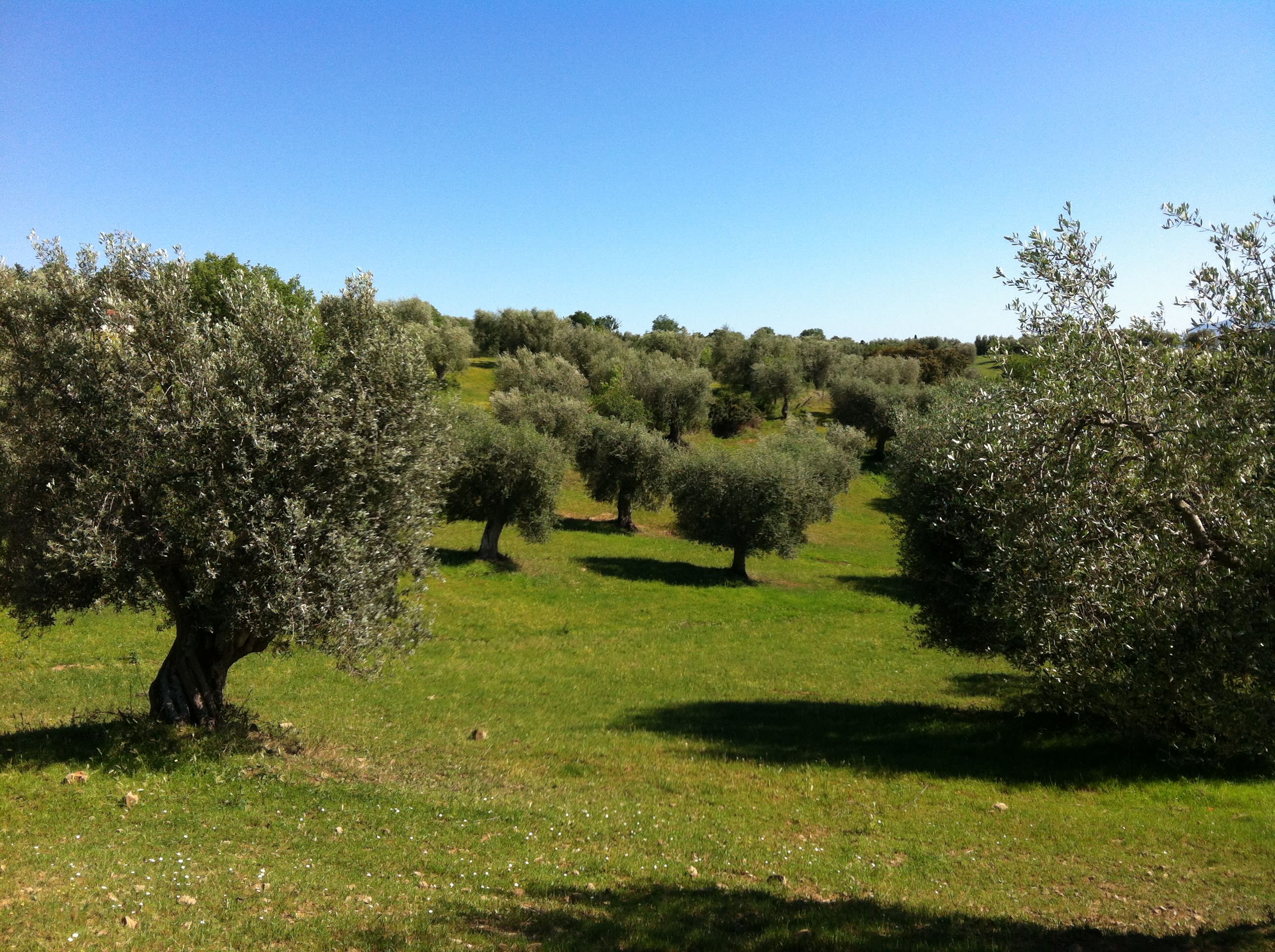 How to Plant and Grow Olive Trees: Advice From Tuscany - Dengarden