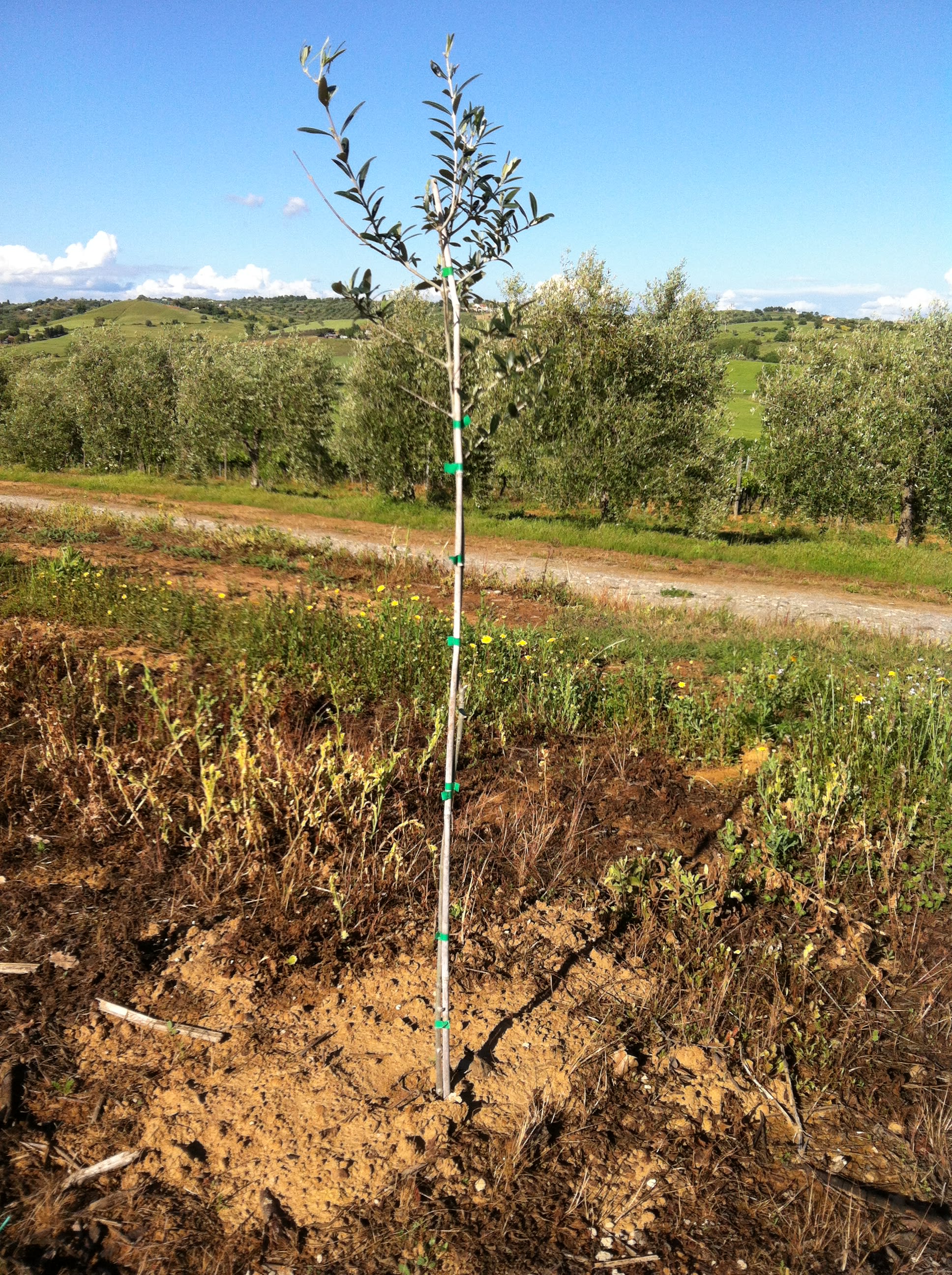 How to Plant and Grow Olive Trees: Advice From Tuscany - Dengarden