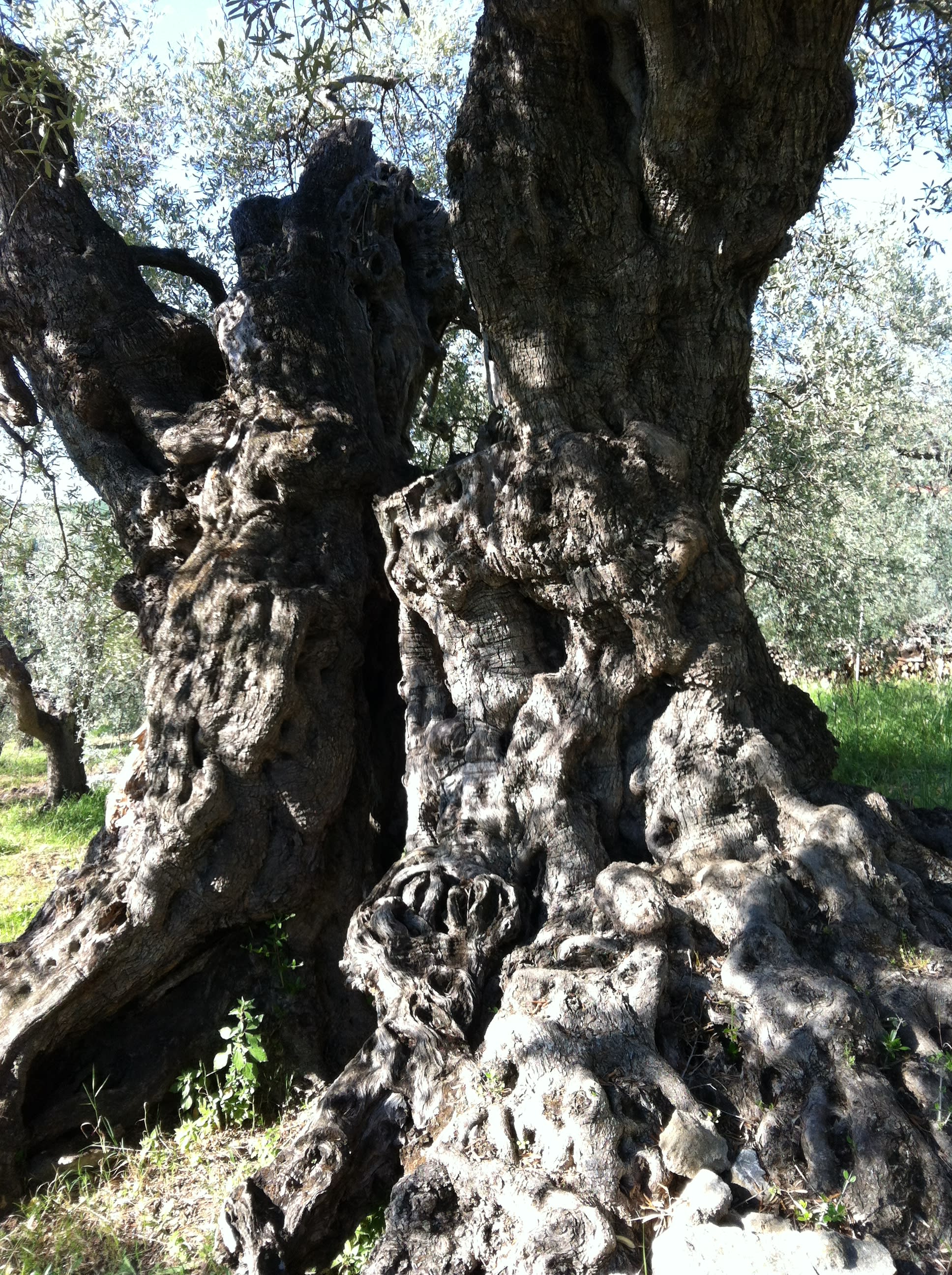 How to Plant and Grow Olive Trees: Advice From Tuscany - Dengarden