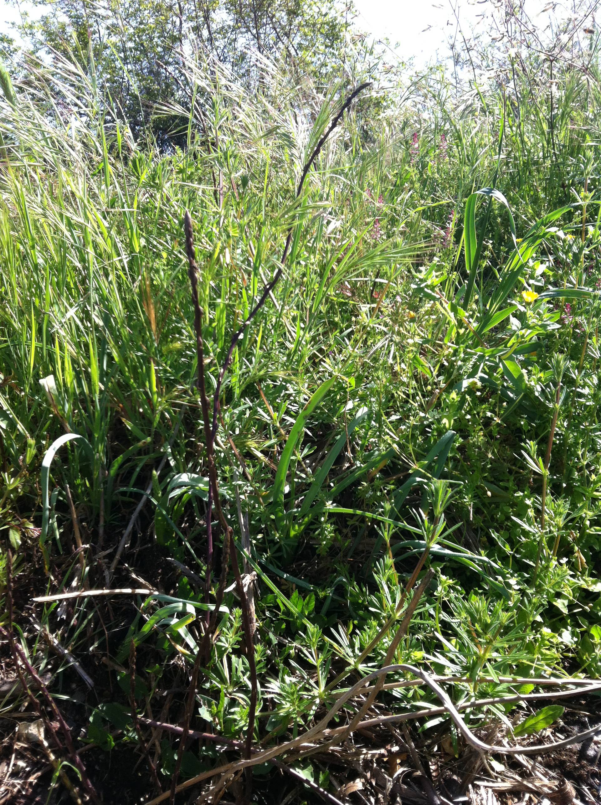 How to Plant and Grow Wild Asparagus - Dengarden