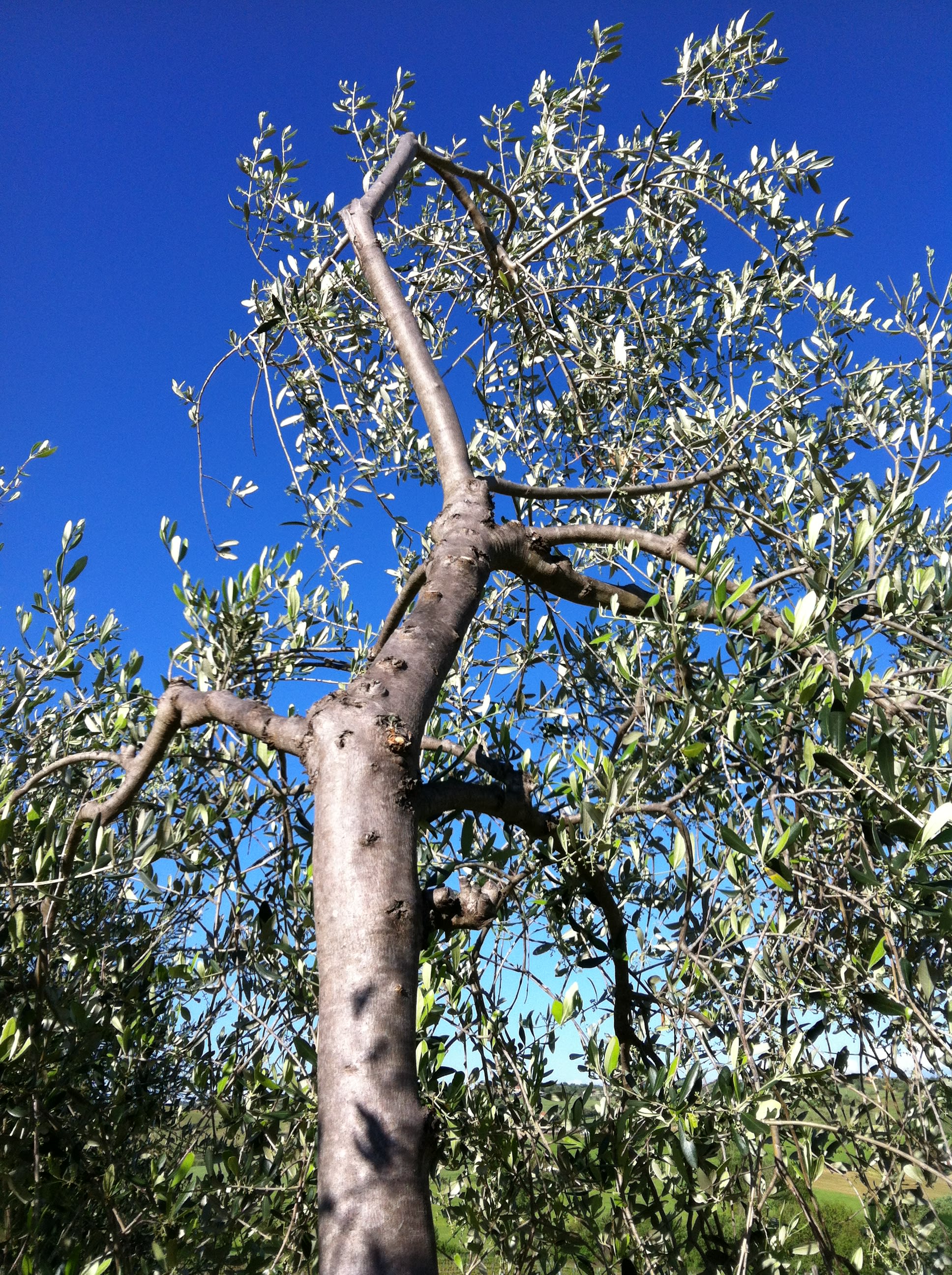 How and When to Prune an Olive Tree (the Tuscan Way) - Dengarden