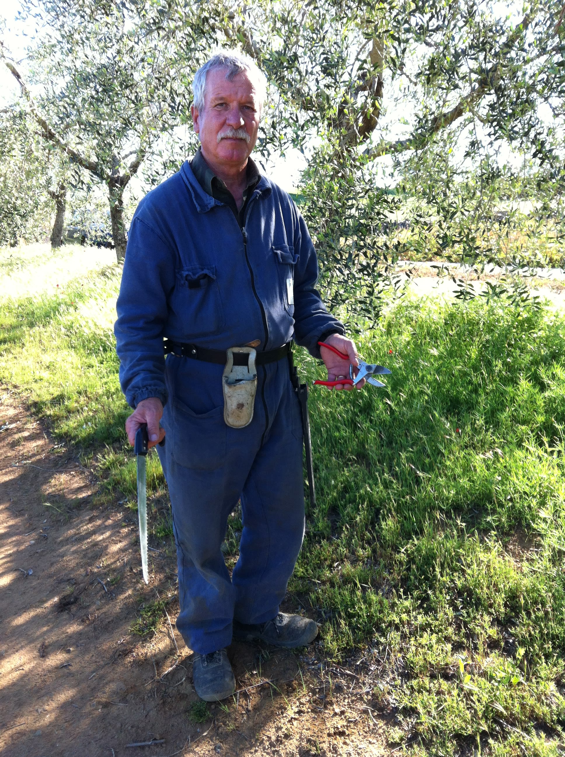 How and When to Prune an Olive Tree (the Tuscan Way) - Dengarden