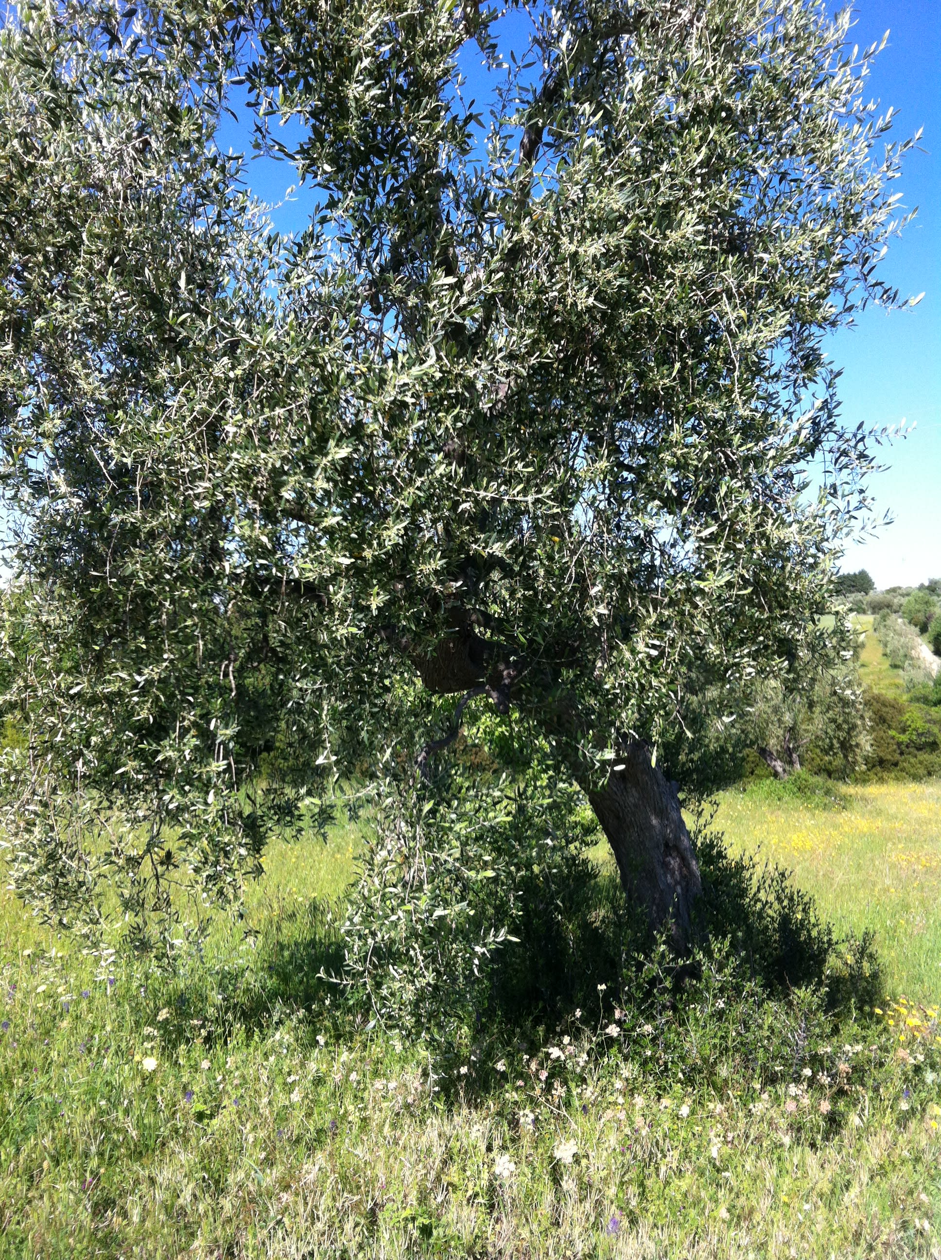 How and When to Prune an Olive Tree (the Tuscan Way) - Dengarden