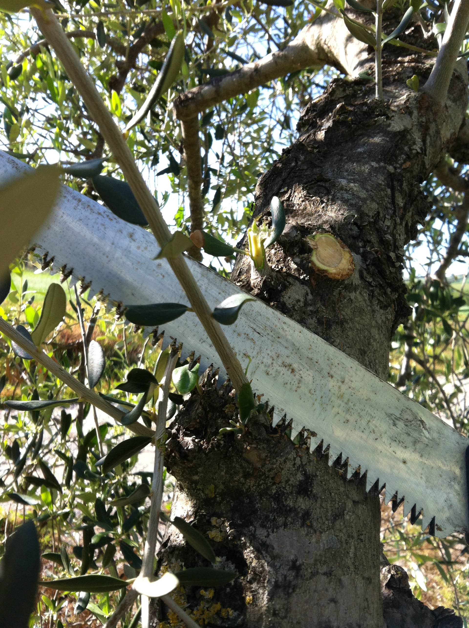 How to Care for Olive Trees Through the Seasons - Dengarden