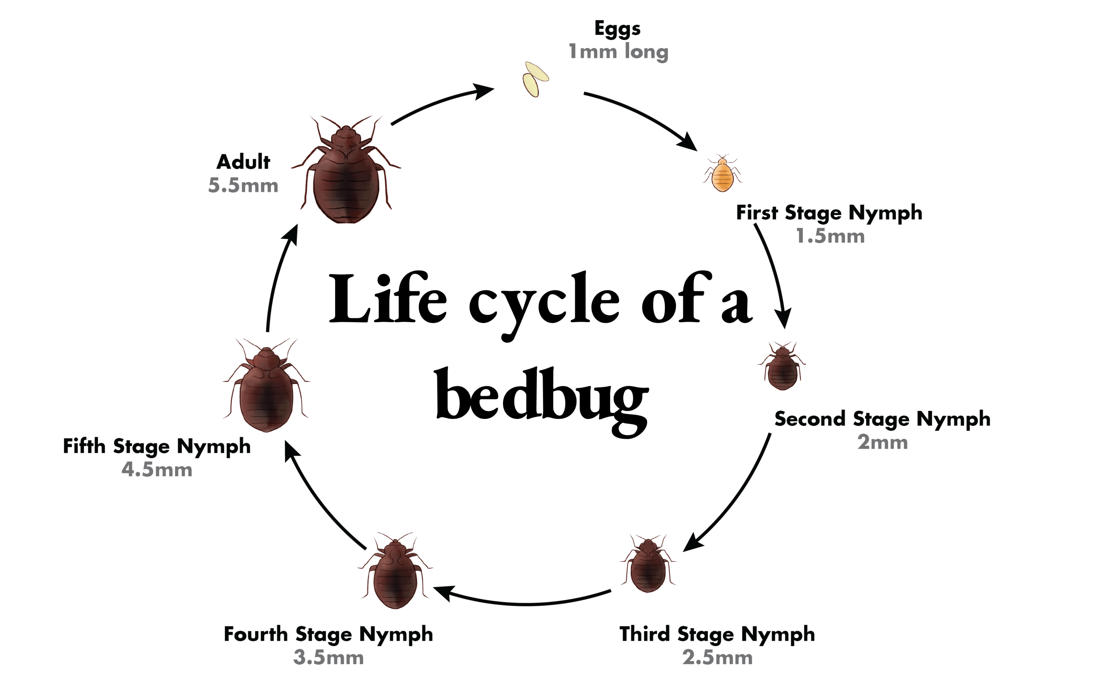 How to Identify Bedbugs and Distinguish Them From Other Pests - Dengarden