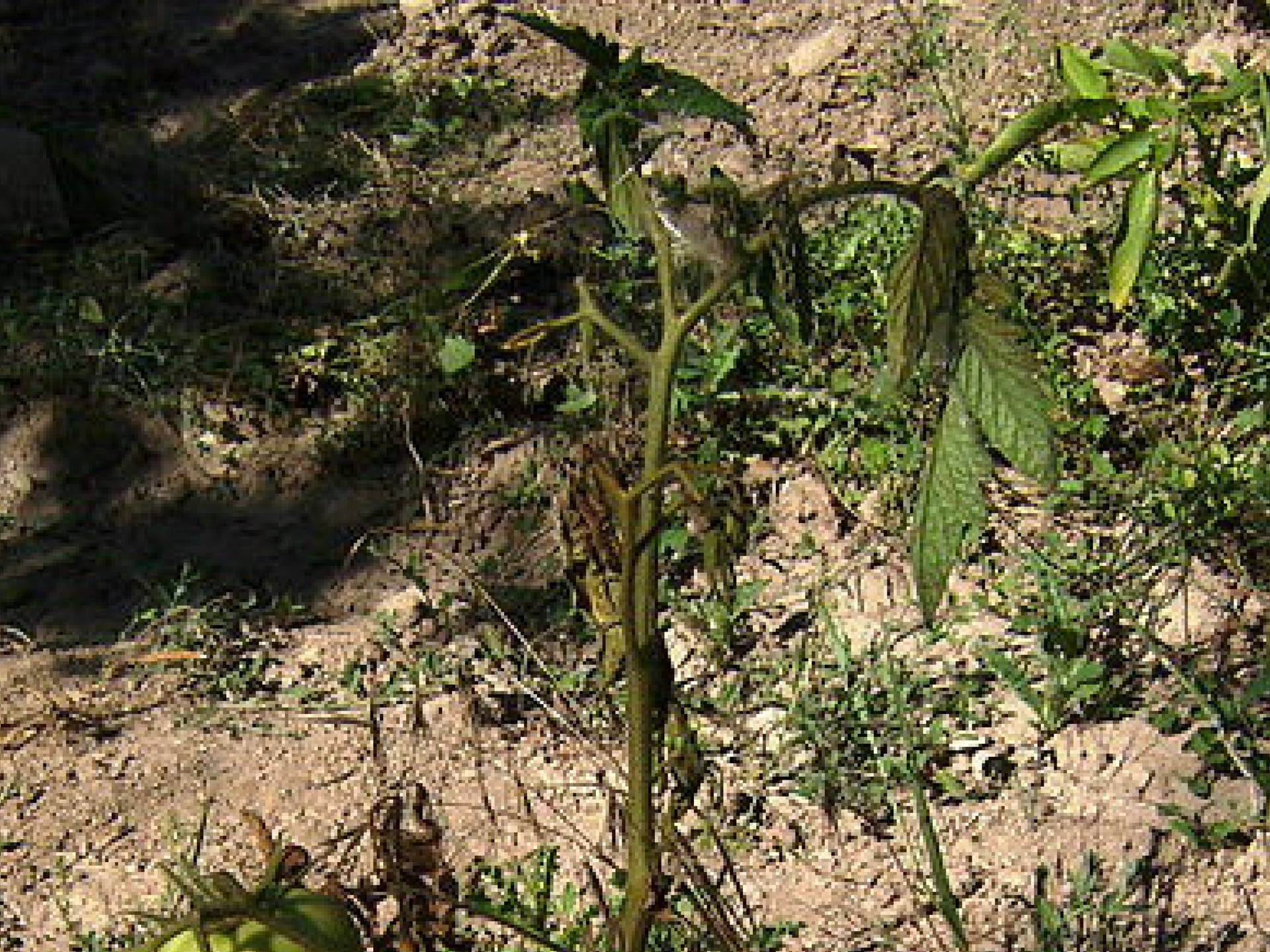 How to Identify and Treat Common Cucumber Diseases - Dengarden