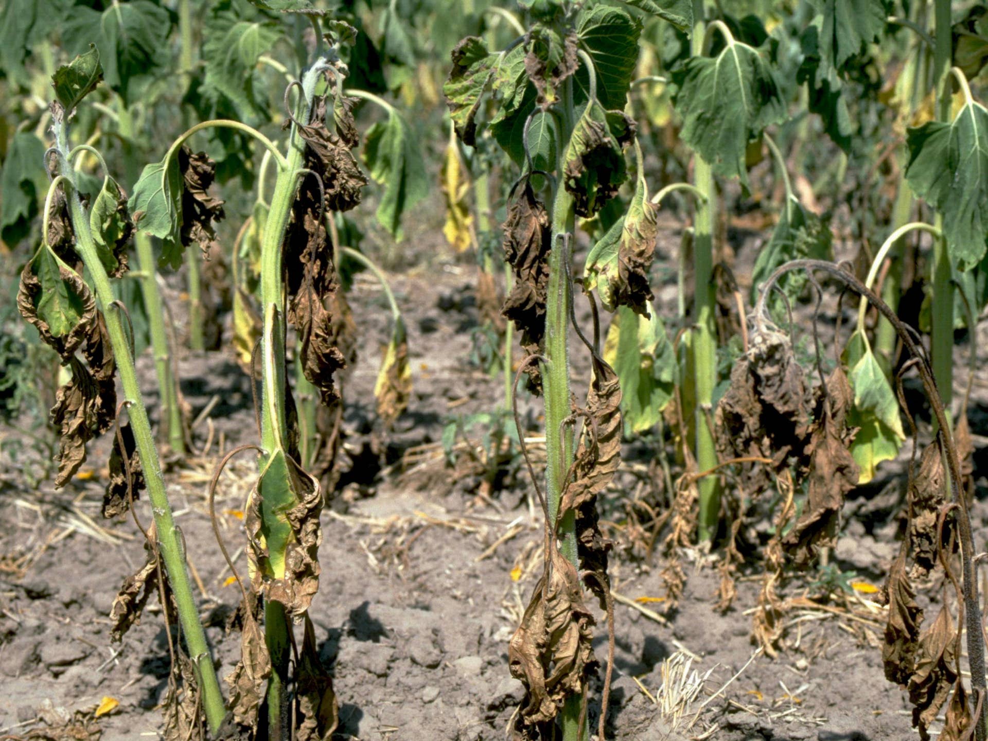 How to Identify and Treat Common Cucumber Diseases - Dengarden
