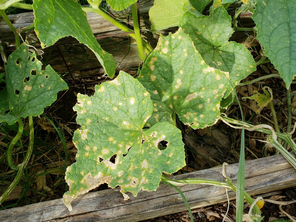 How to Identify and Treat Common Cucumber Diseases - Dengarden