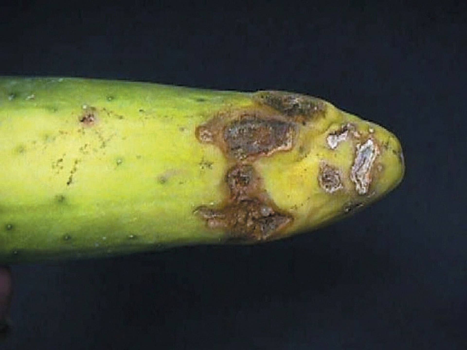 How to Identify and Treat Common Cucumber Diseases - Dengarden
